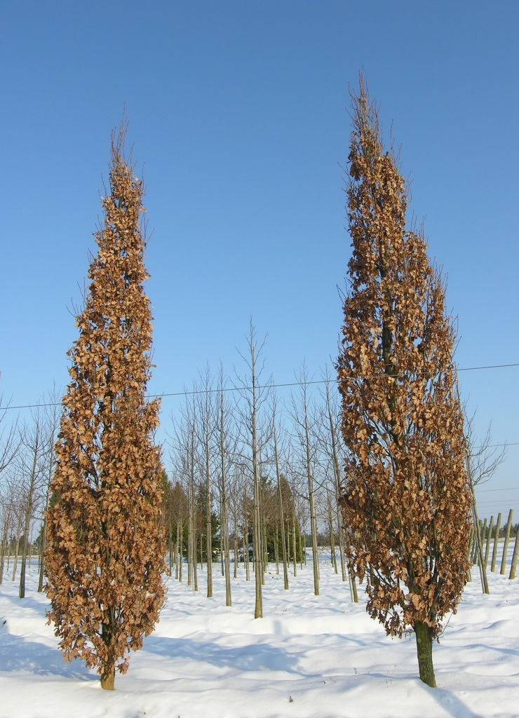 象征坚毅果敢，这10个柱状的橡树品种了解一下？--聚展